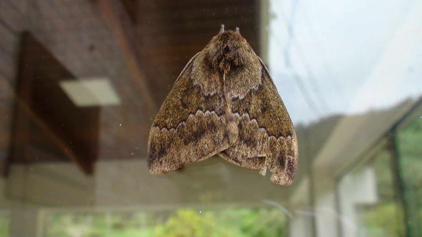 The £32.5 Million Moth-Rep – When Non-Disclosure Comes Back to Bite ...